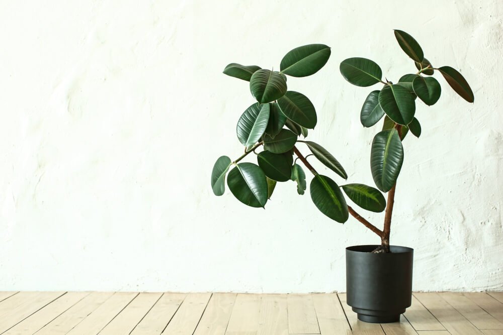 8 Air-Purifying Plants That Clean Your Home Naturally - Gardening Made Easy